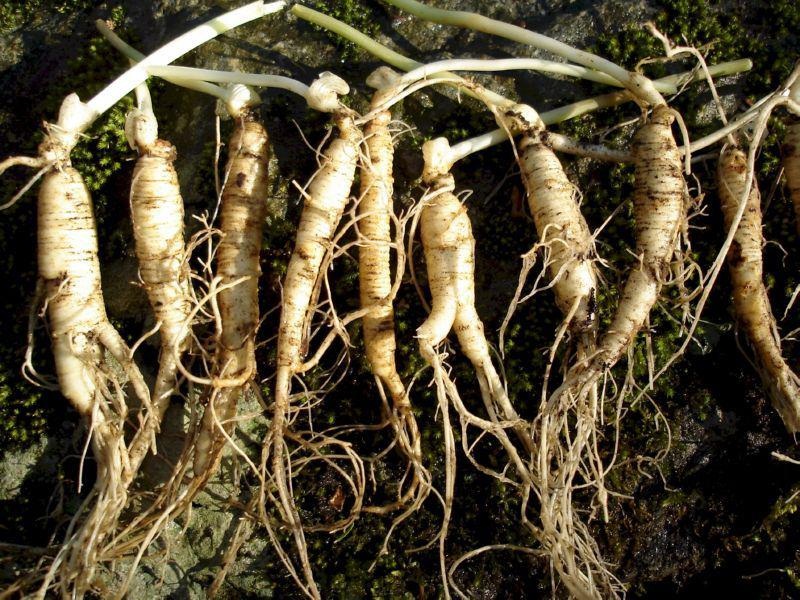 How to Buy Original Panax Ginseng? - Living With Healthy Hunger
